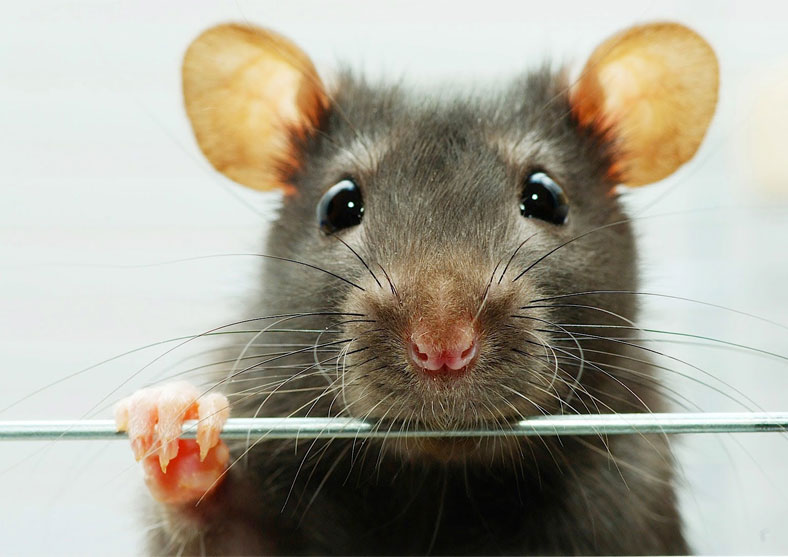 [VÍDEO] Truco para atrapar a una rata | Periodista Digital