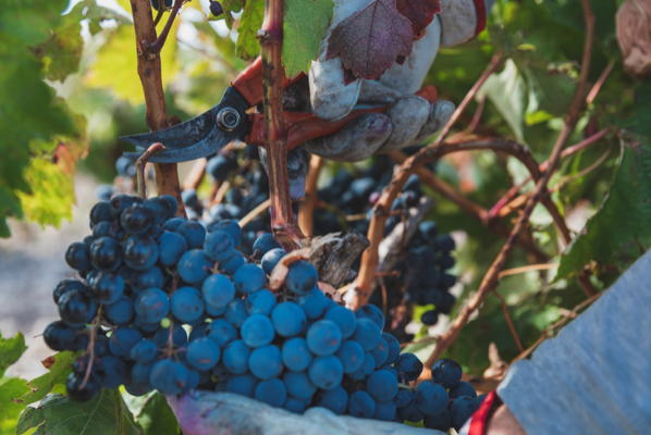 ¡Vive la vendimia! Disfruta de una experiencia divertida y única en el Taller de Vendimia de ...