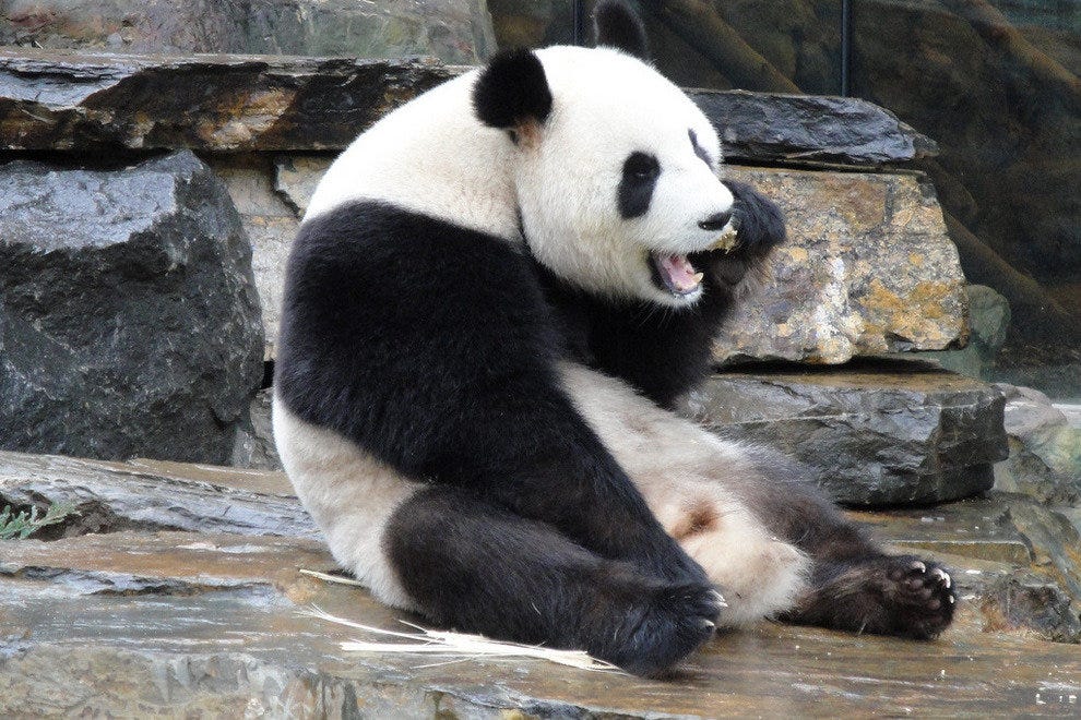 Gugu, el oso panda del zoo de Pekín que hirió a un borracho, ataca de ...