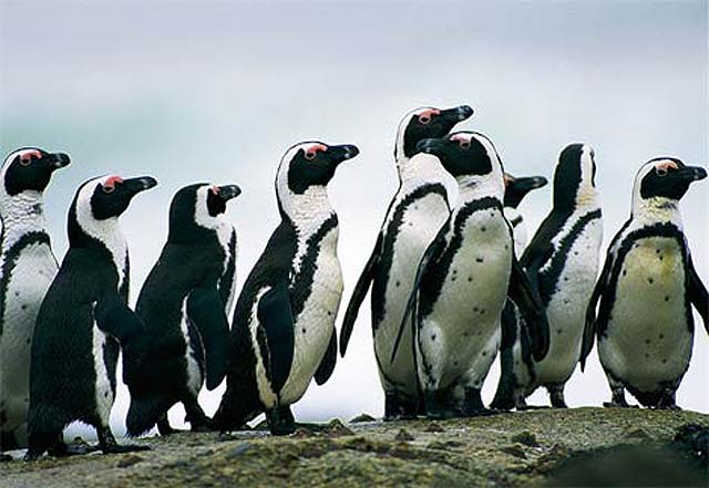 Los pingüinos son tan buenos que hasta adoptan en el zoo - Periodista ...