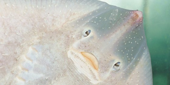 El pez raya es tan 'inteligente' como los mamíferos - Periodista Digital