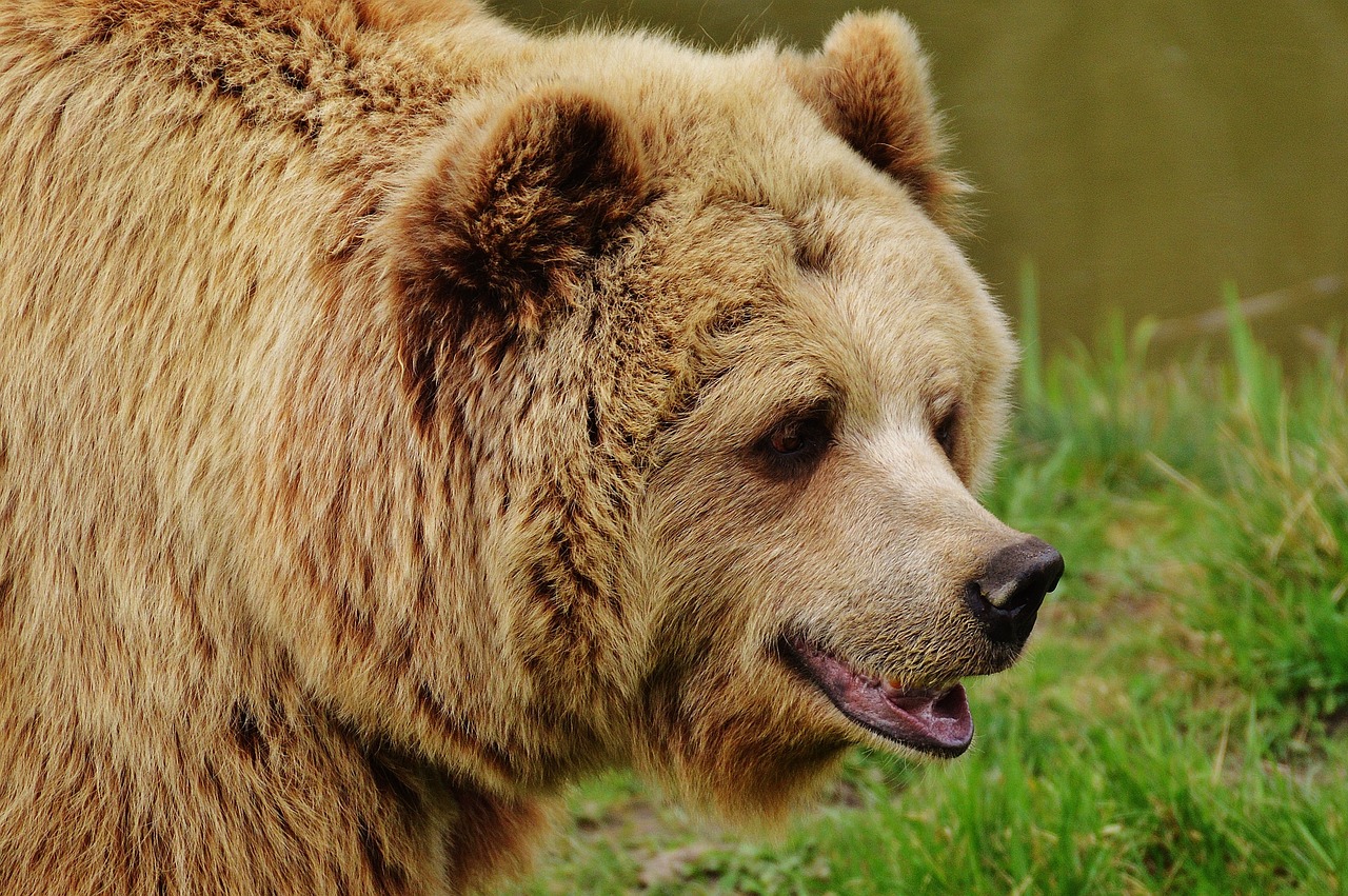 El oso glotón encuentra una vaca paseando y se la zampa - Periodista ...
