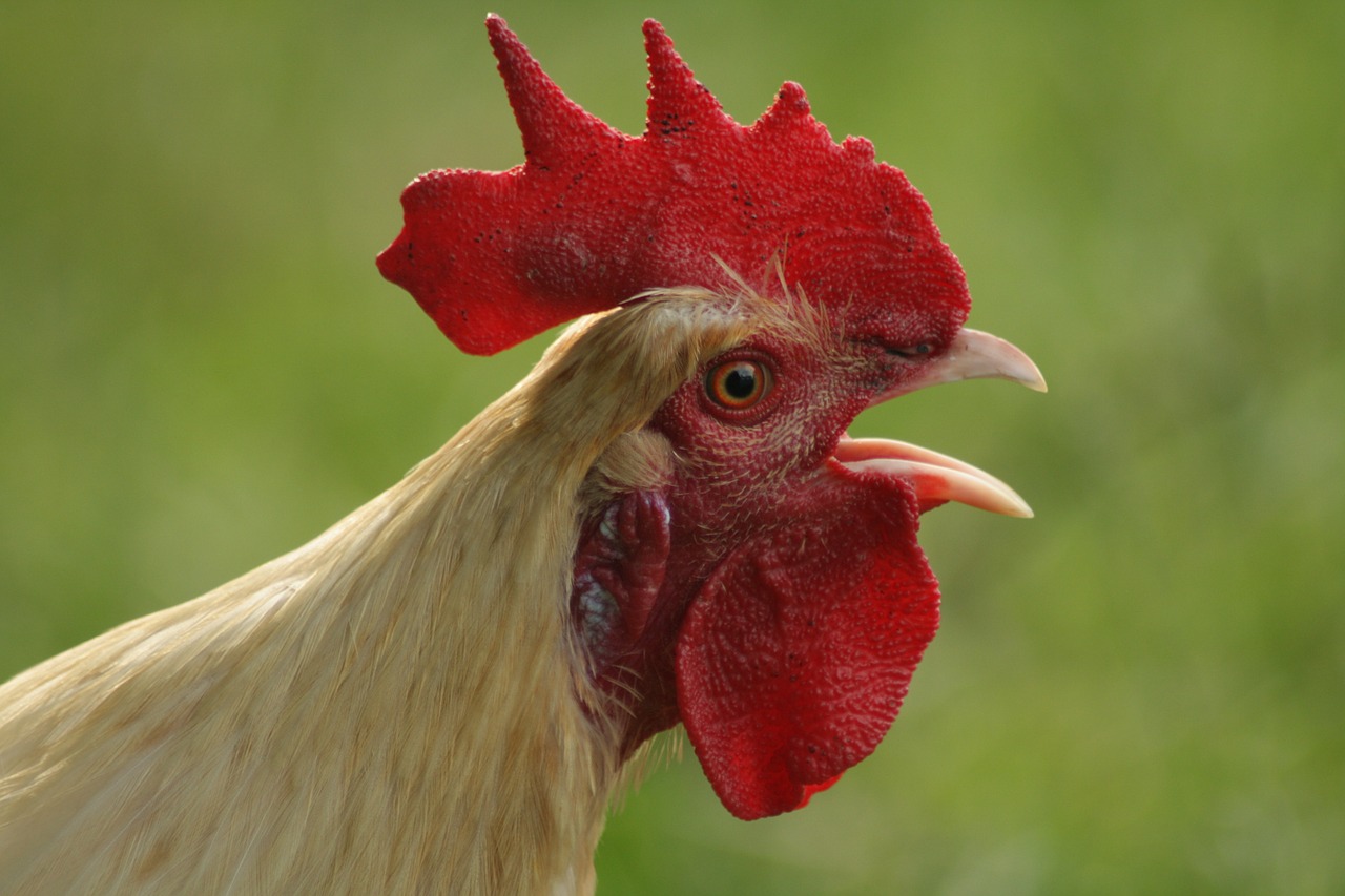 ¿Sabías que las gallinas, gallos y pollos no son tan tontos como nos ...