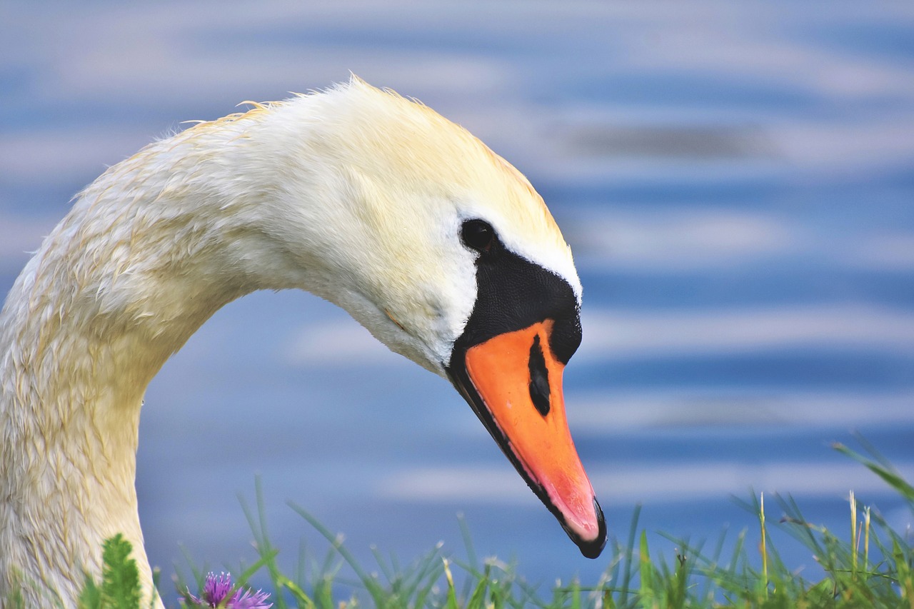 Curiosidades del cisne, el animal que sólo tiene un gran amor en la ...