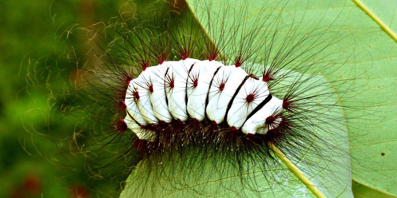 Insectos: Se descubre un enjambre híbrido en una megaplaga global ...
