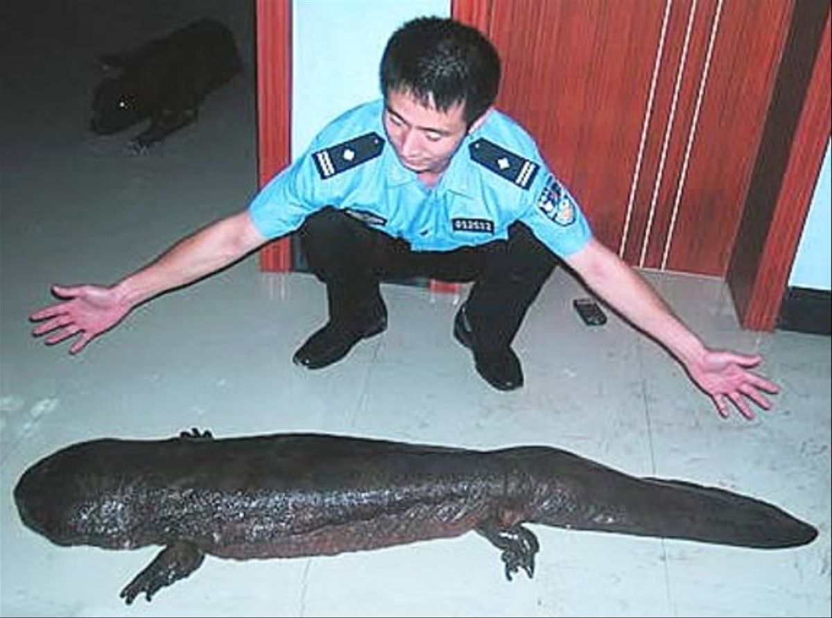 La salamandra gigante de China y otros bichos que te dejarán flipado ...