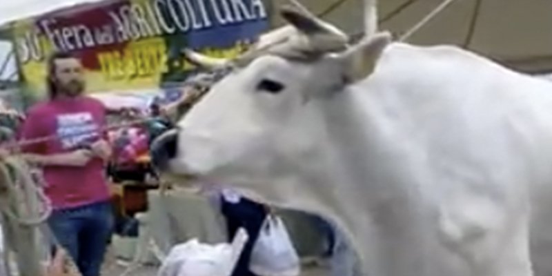 Así es el toro más grande del mundo - Periodista Digital