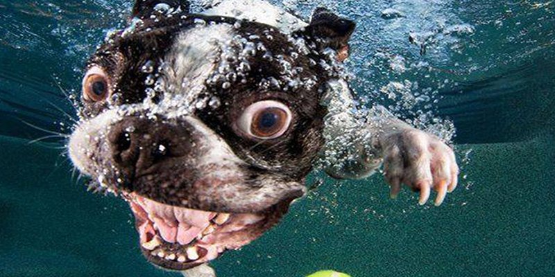 Estos perros son tan “tontos” que es imposible no reírse - Periodista ...