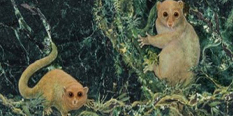 Descubren tres nuevas especies de primates, extintos hace 40 millones ...