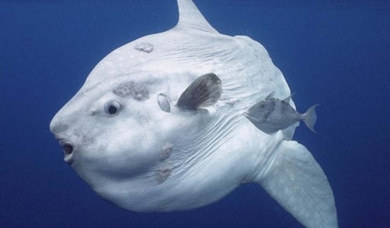 Este pez luna gigante posa para un 'selfie' con los buceadores ...