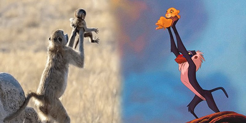 Este mono recrea a la perfección la icónica escena de 'El Rey León ...