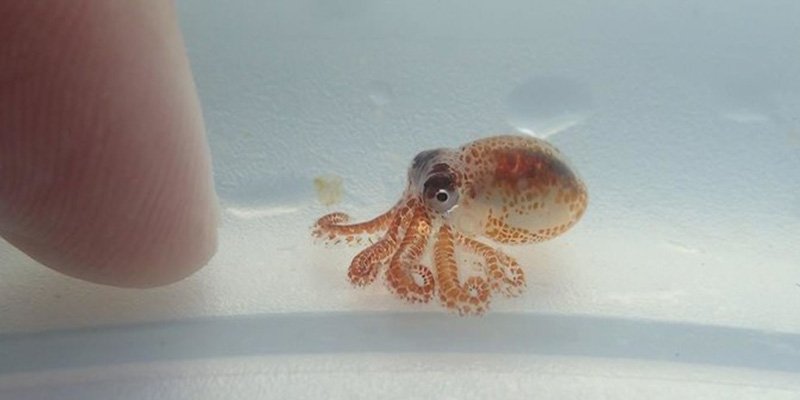 Así es el adorable aspecto de “este bonito pulpito" - Periodista Digital