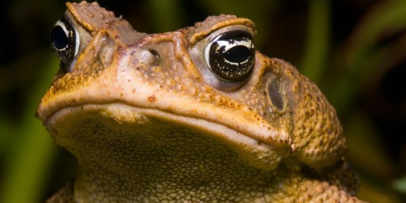 Este sapo cachondo se lleva a 9 colegas a dar un paseo sobre una cobra ...