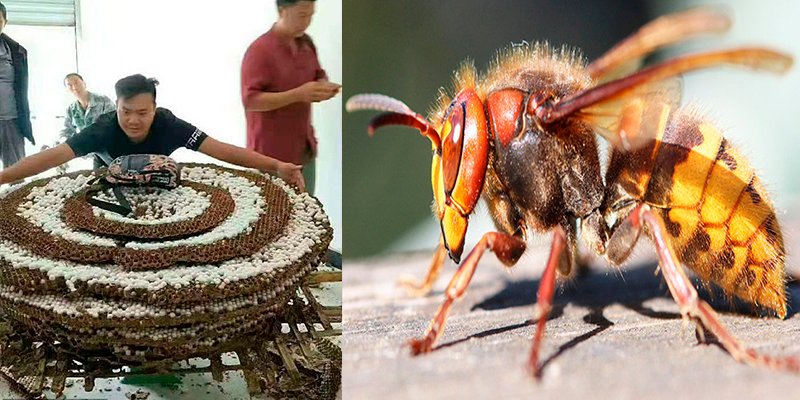 Descubren la avispa más grande y peligrosa del mundo - Periodista Digital