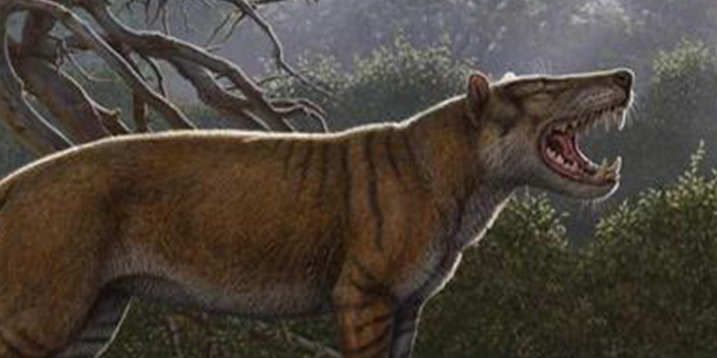 Así es Simbakubwa kutokaafrika, el nuevo carnívoro gigante escondido en ...