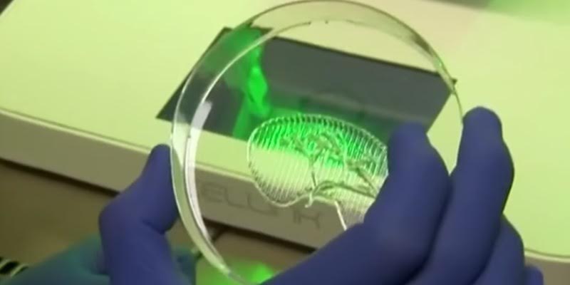 Crean órganos humanos con impresoras 3D - Periodista Digital