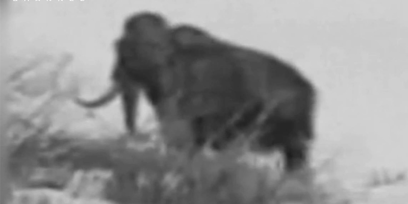 ¿Un mamut vivo en Siberia? - Periodista Digital