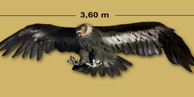 Paleontólogos descubren los restos de este gigantesco cóndor ...