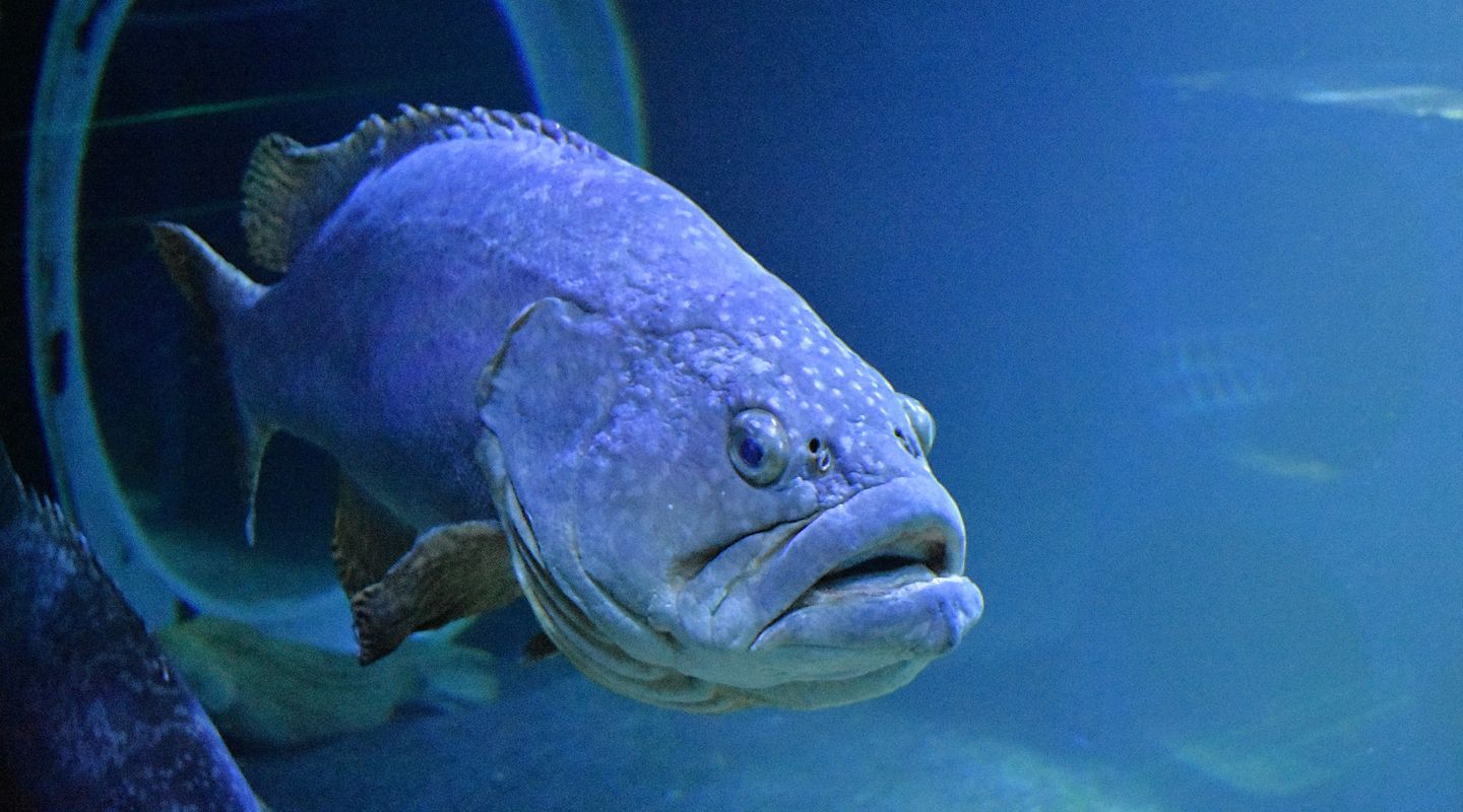 Este enorme mero devora vivo y de un solo bocado a un tiburón ...