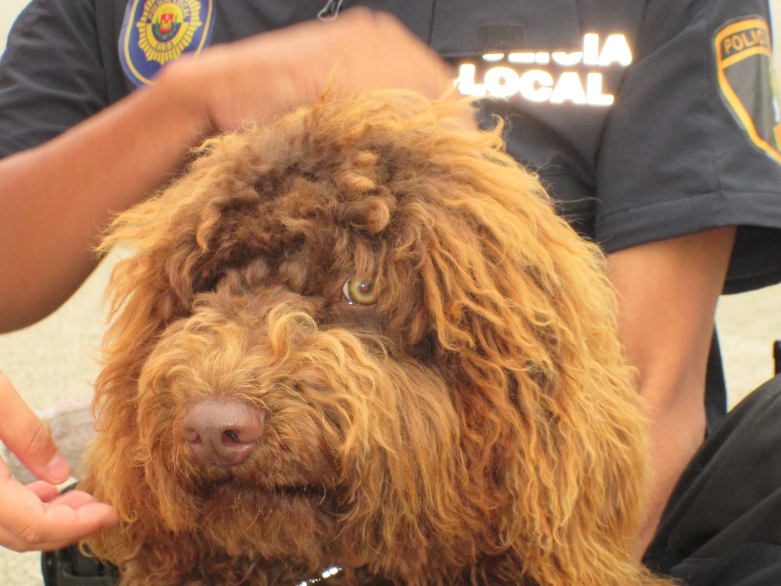 El inesperado final de Suso, el perro policía, tras la trágica muerte ...