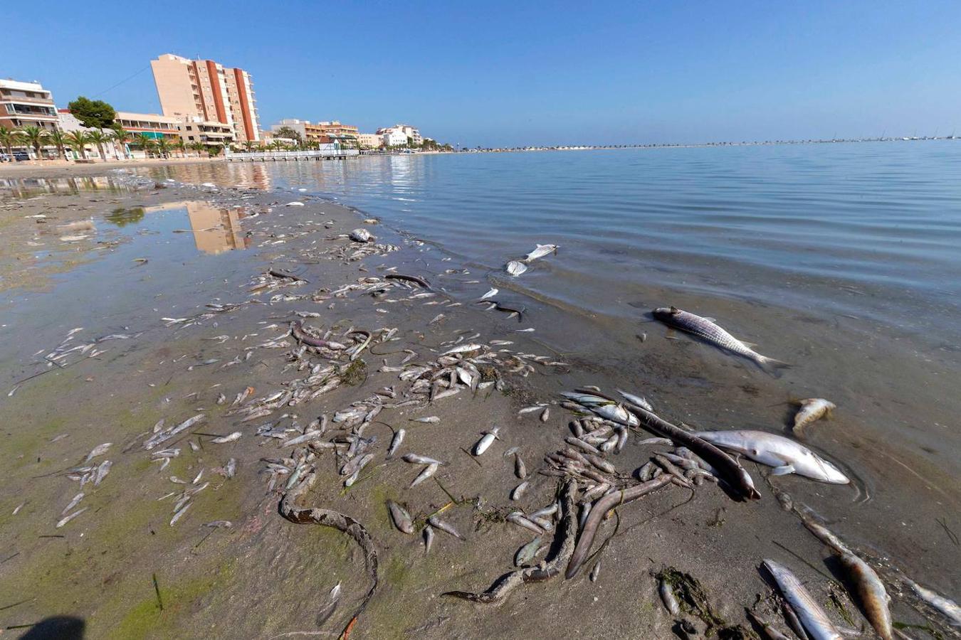 Las terribles imágenes de la catástrofe ambiental en el mar Menor ...