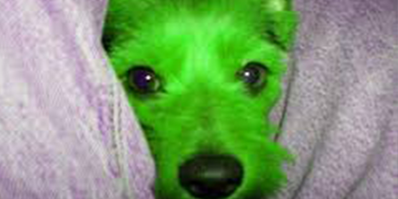 Un perro verde nace en EE.UU. - Periodista Digital