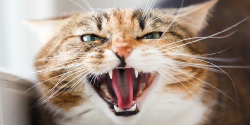 Muere de rabia en Bilbao el marroquí al que mordió un gato infectado ...