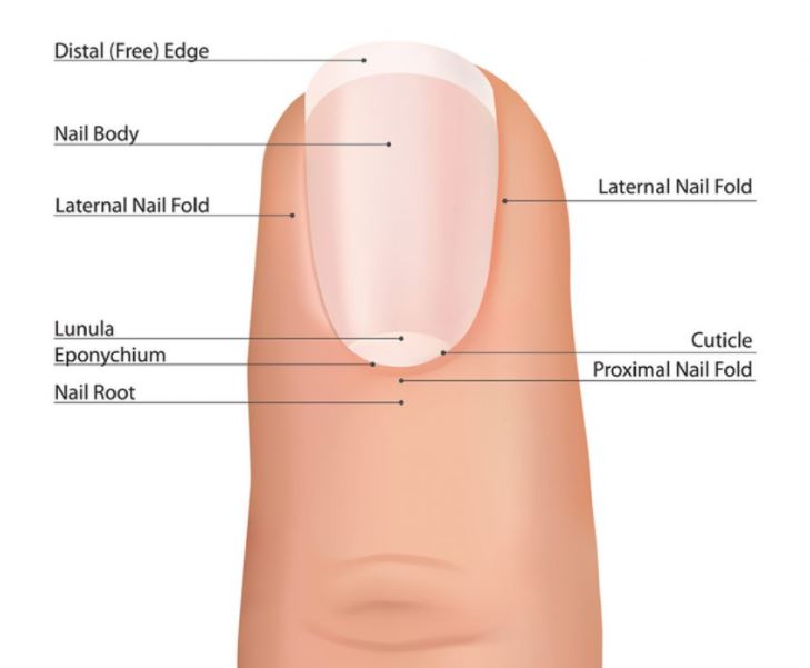 ¿Cuál es la función de la cutícula de las uñas? - Periodista Digital