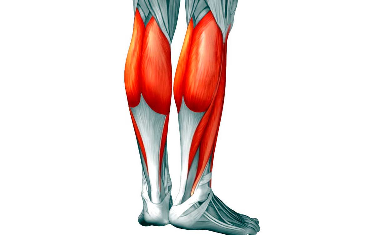 La importancia del Sóleo: Descubriendo el músculo apodado como el ...